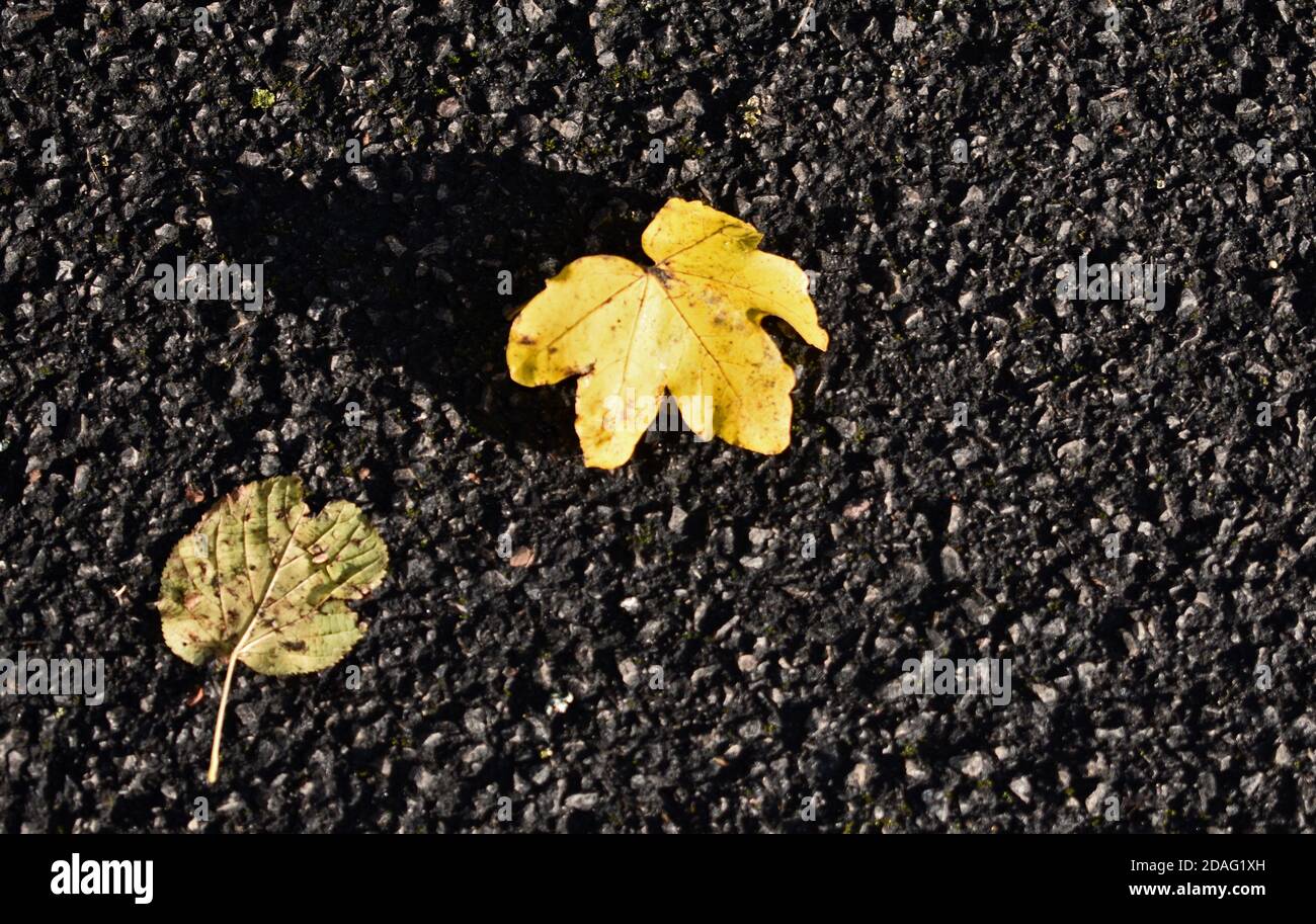 Two leaves on the ground Stock Photo - Alamy
