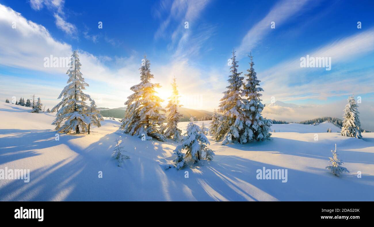 Panoramic christmas tree hi-res stock photography and images - Alamy