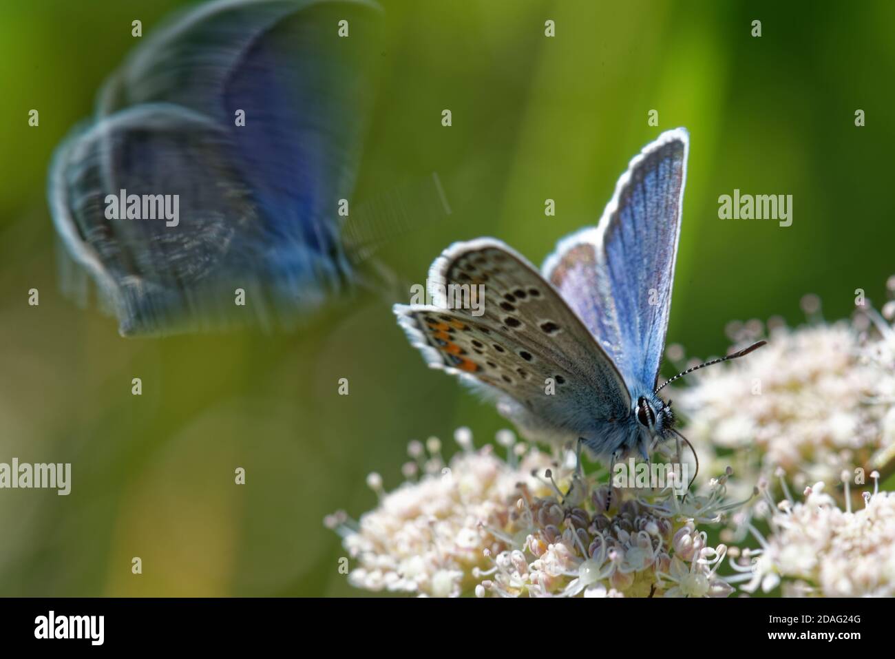 Plebejus idas, the Idas blue or northern blue, is a butterfly of the ...
