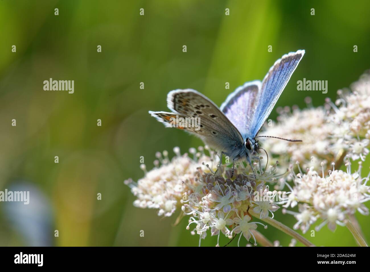 Plebejus idas, the Idas blue or northern blue, is a butterfly of the ...