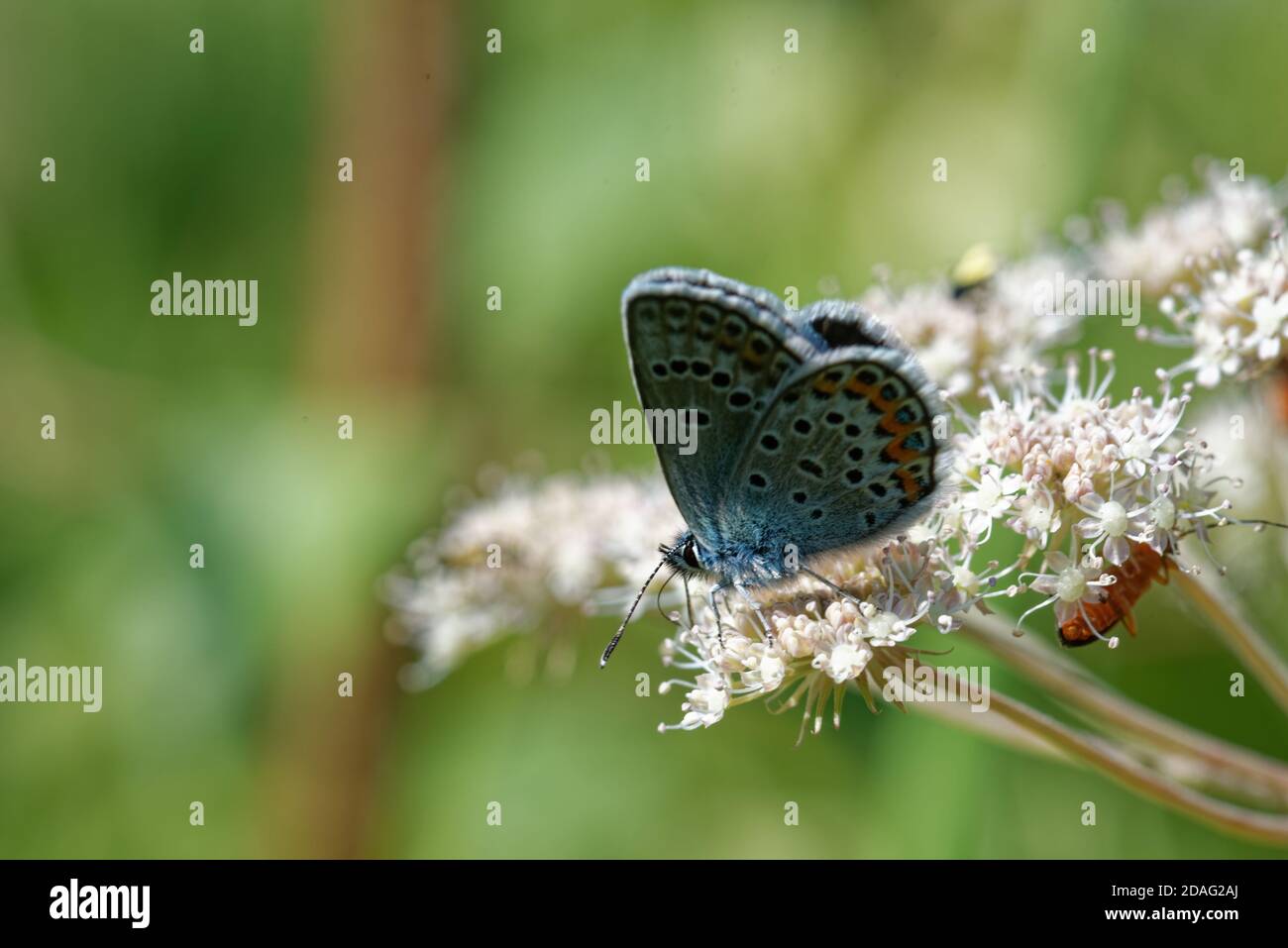 Plebejus idas, the Idas blue or northern blue, is a butterfly of the ...
