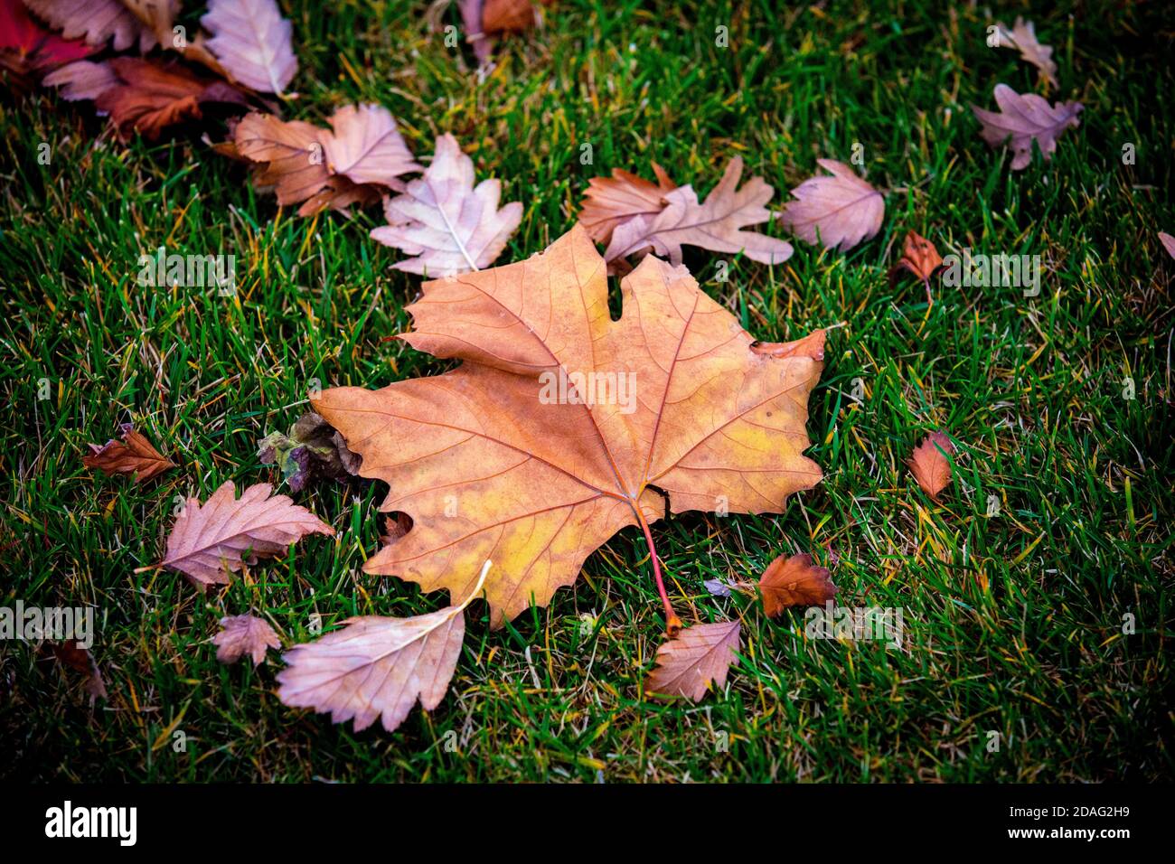 Grass leafage hi-res stock photography and images - Alamy