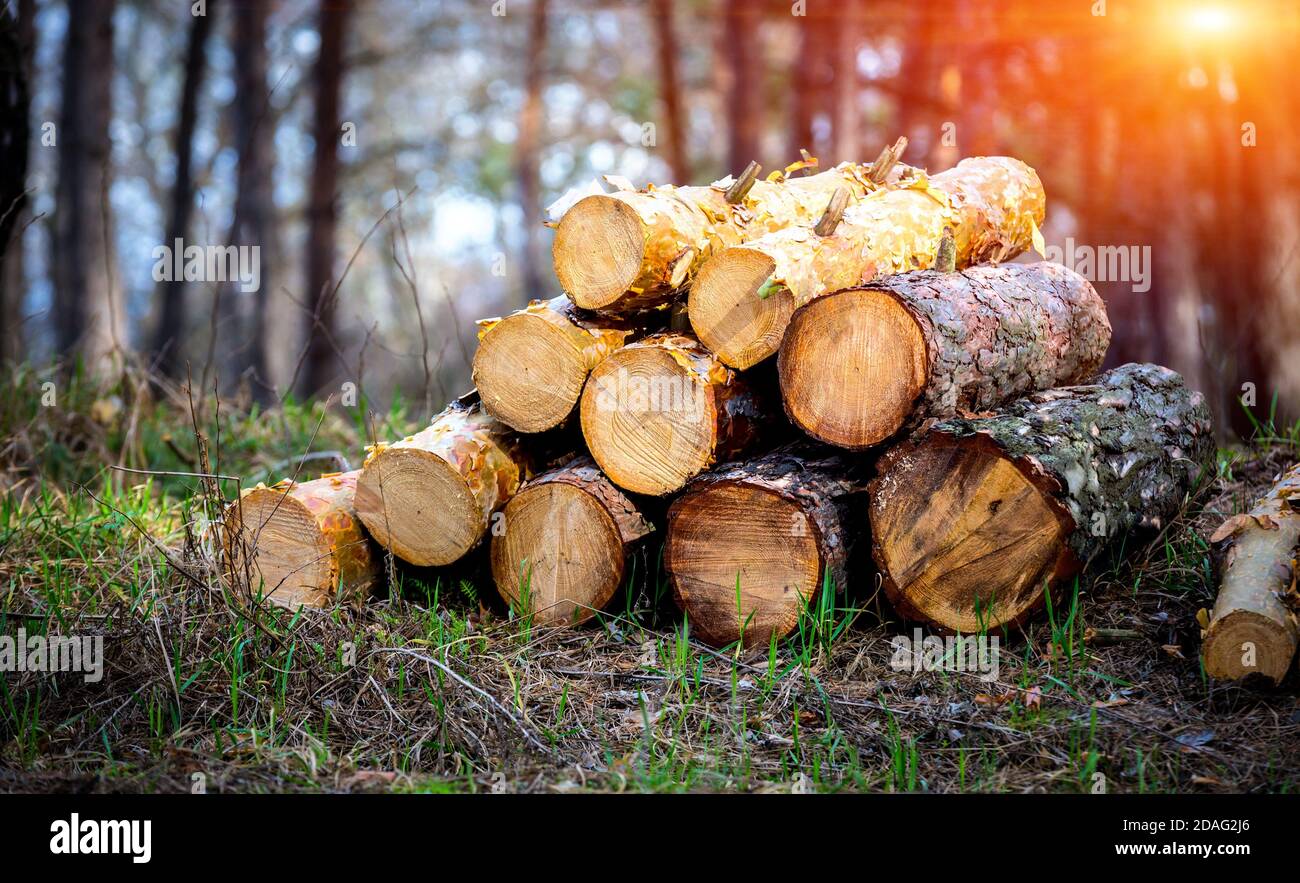 wooden logs in spring forest on sunshine background Stock Photo - Alamy