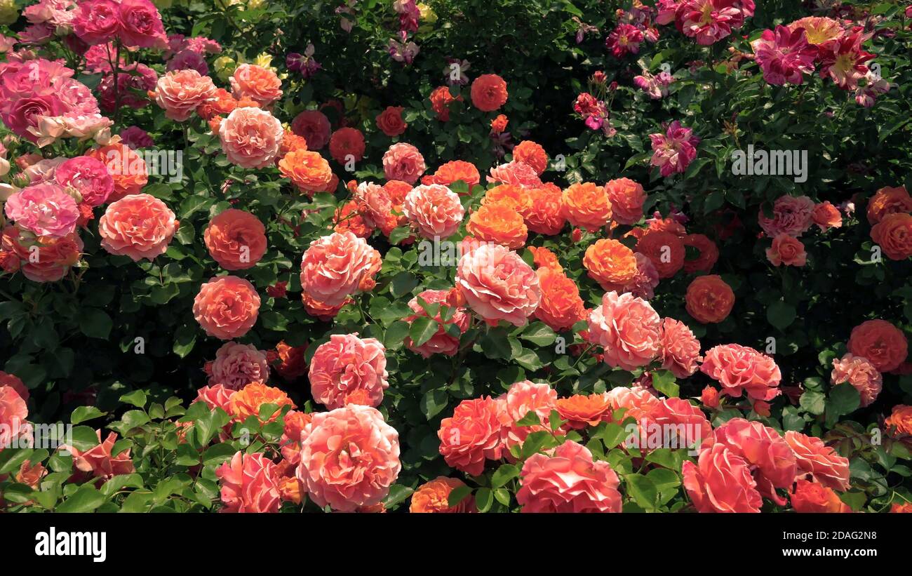 Orange and pink roses hi-res stock photography and images - Alamy