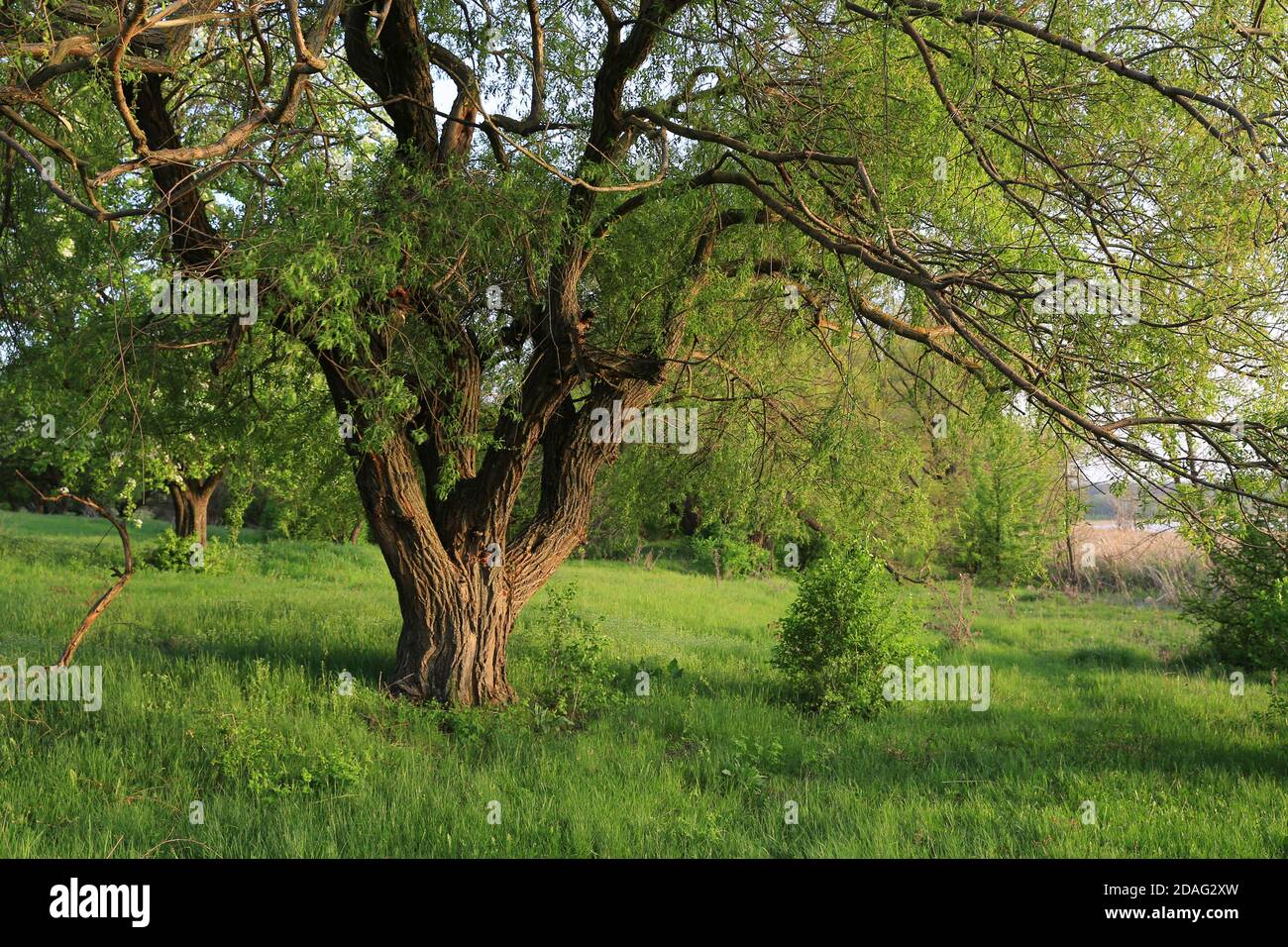 Big willow tree hi-res stock photography and images - Alamy