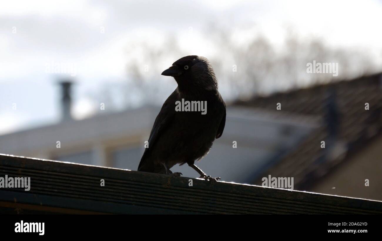 selective focus of a small crow black bird on the roof Stock Photo - Alamy