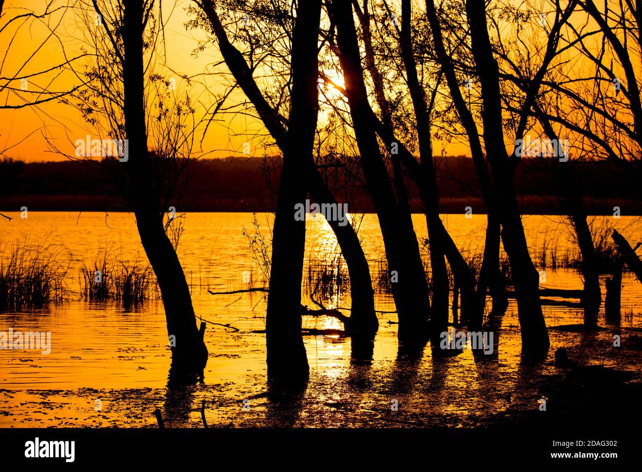 Scene with trees in water on sunset Stock Photo - Alamy