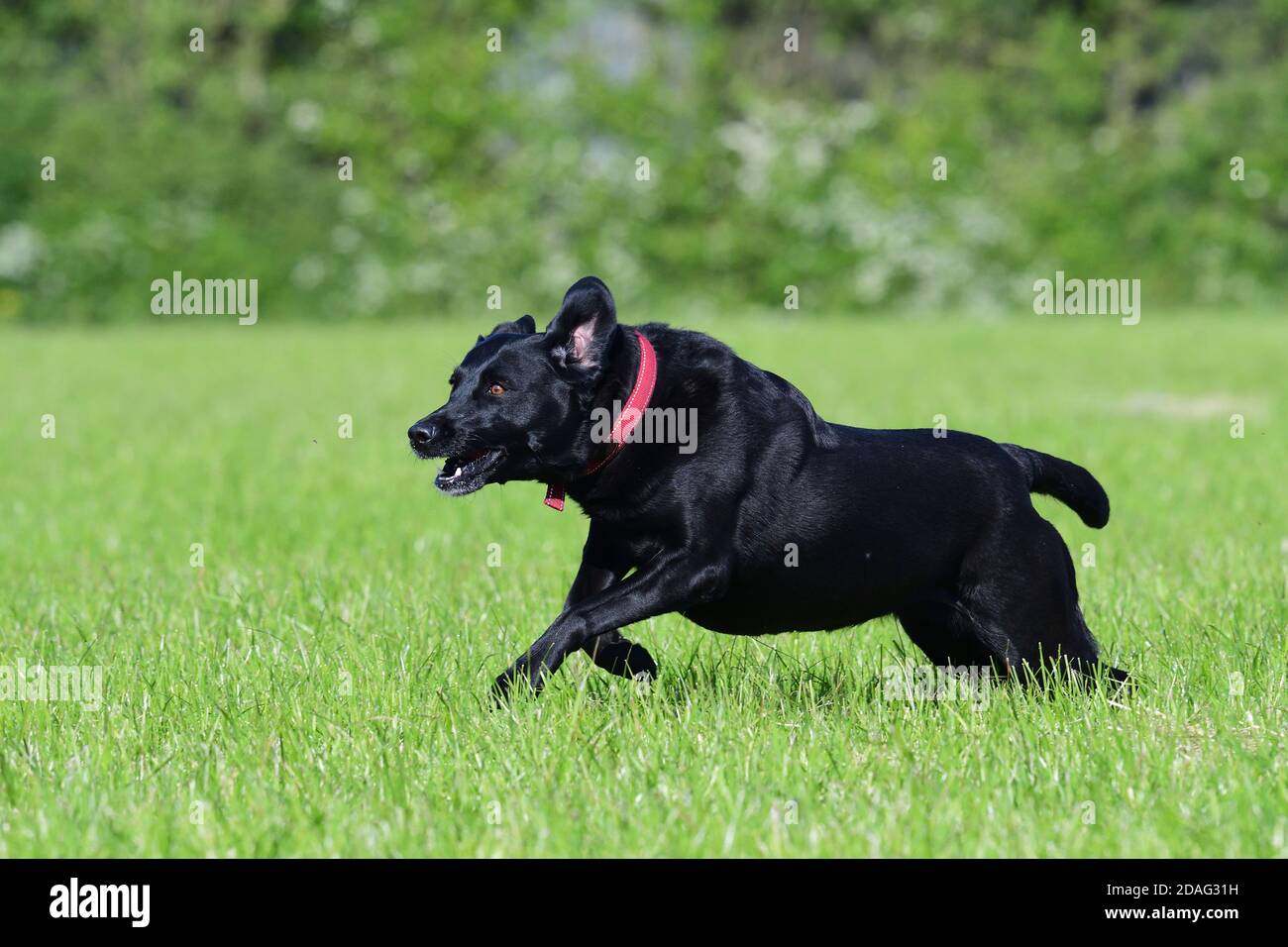 Action shot of a young black Labrador retriever running through a field ...