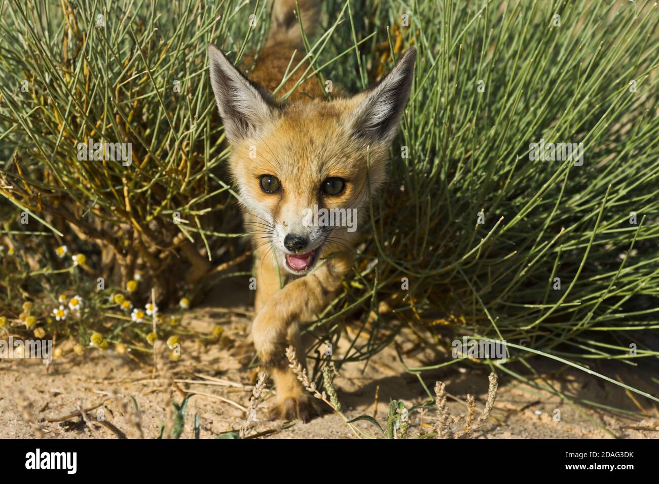 Vulpes zerda desert hi-res stock photography and images - Alamy