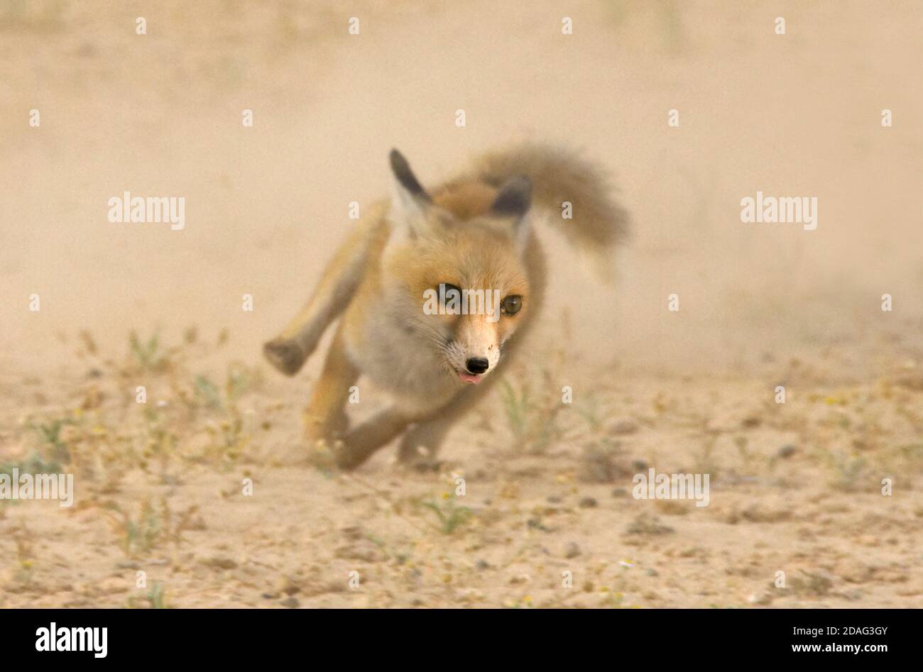 Sahara desert wildlife hi-res stock photography and images - Alamy