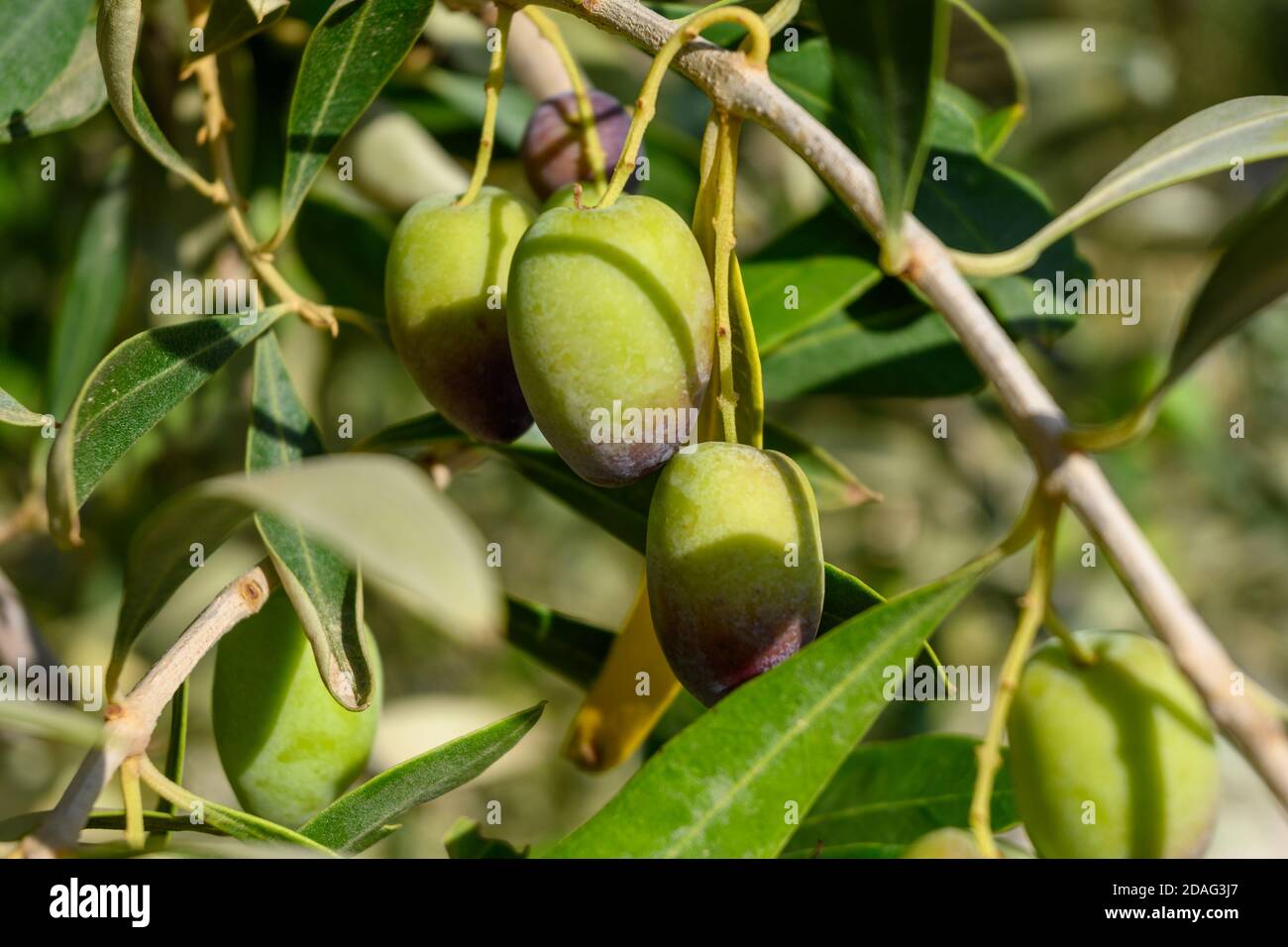 Kalamata olives on a tree branch in a summer orchard Stock Photo - Alamy