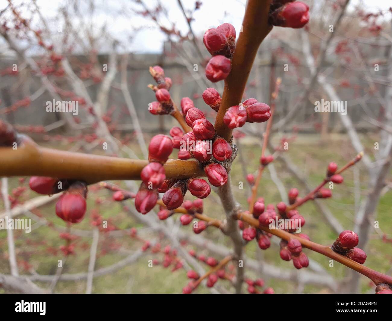 apricot buds in the spring, the fruit tree is preparing to bloom Stock ...