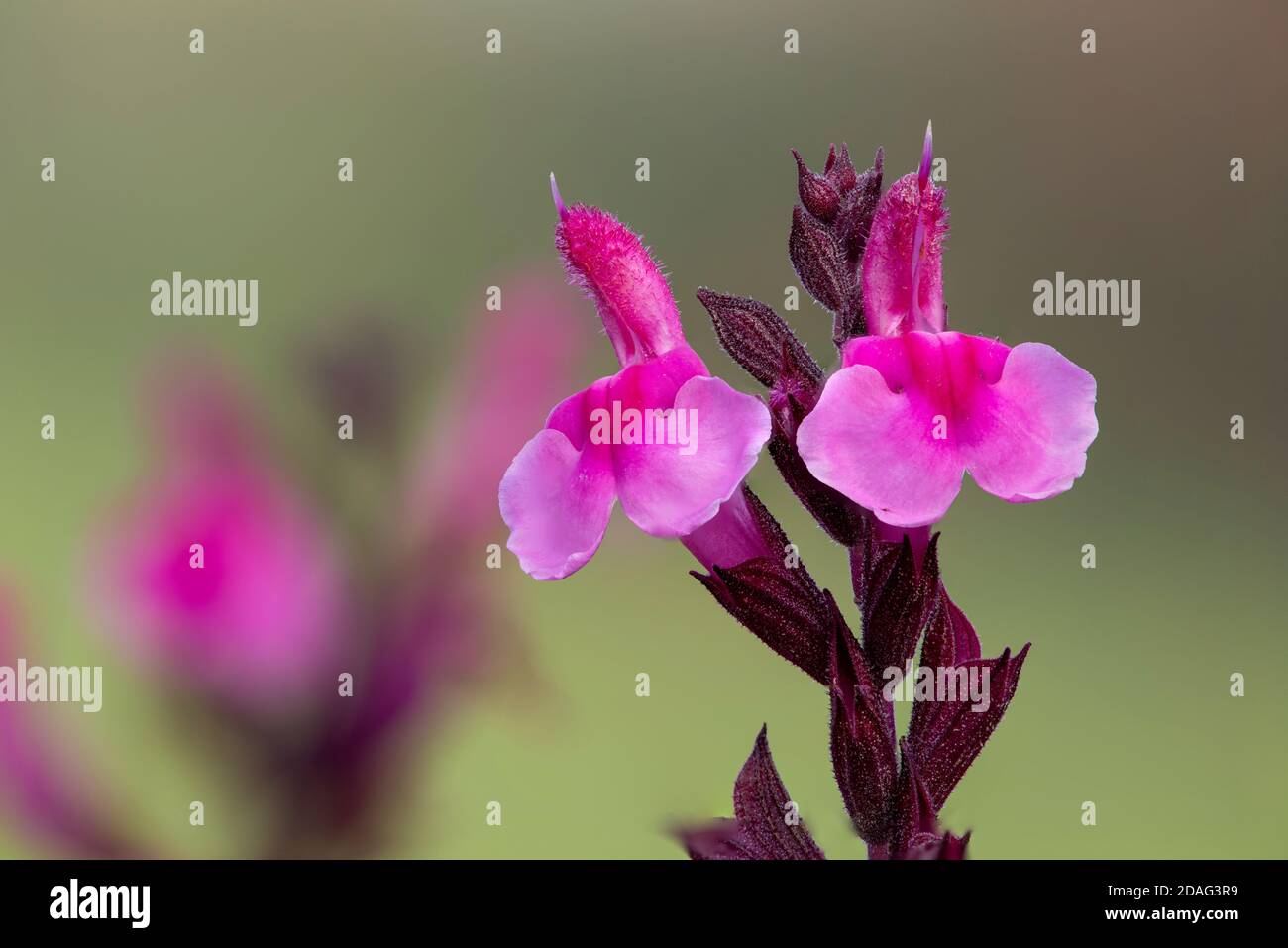 Garden Plant Flower Salvias High Resolution Stock Photography and ...