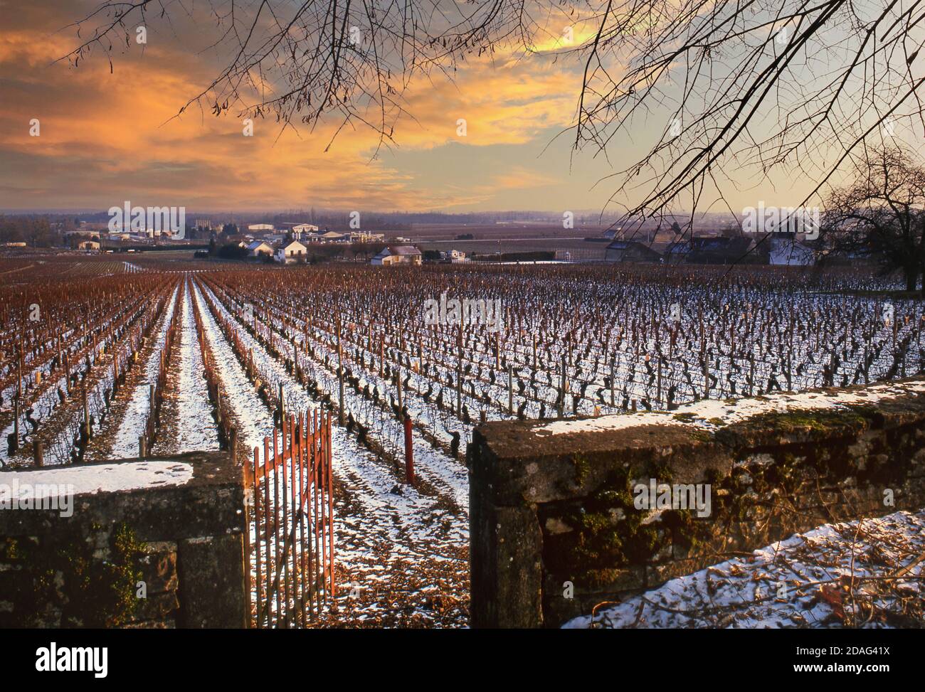 Burgundy snow sunset vineyard winter Premier Cru 'Les Chaillots ...