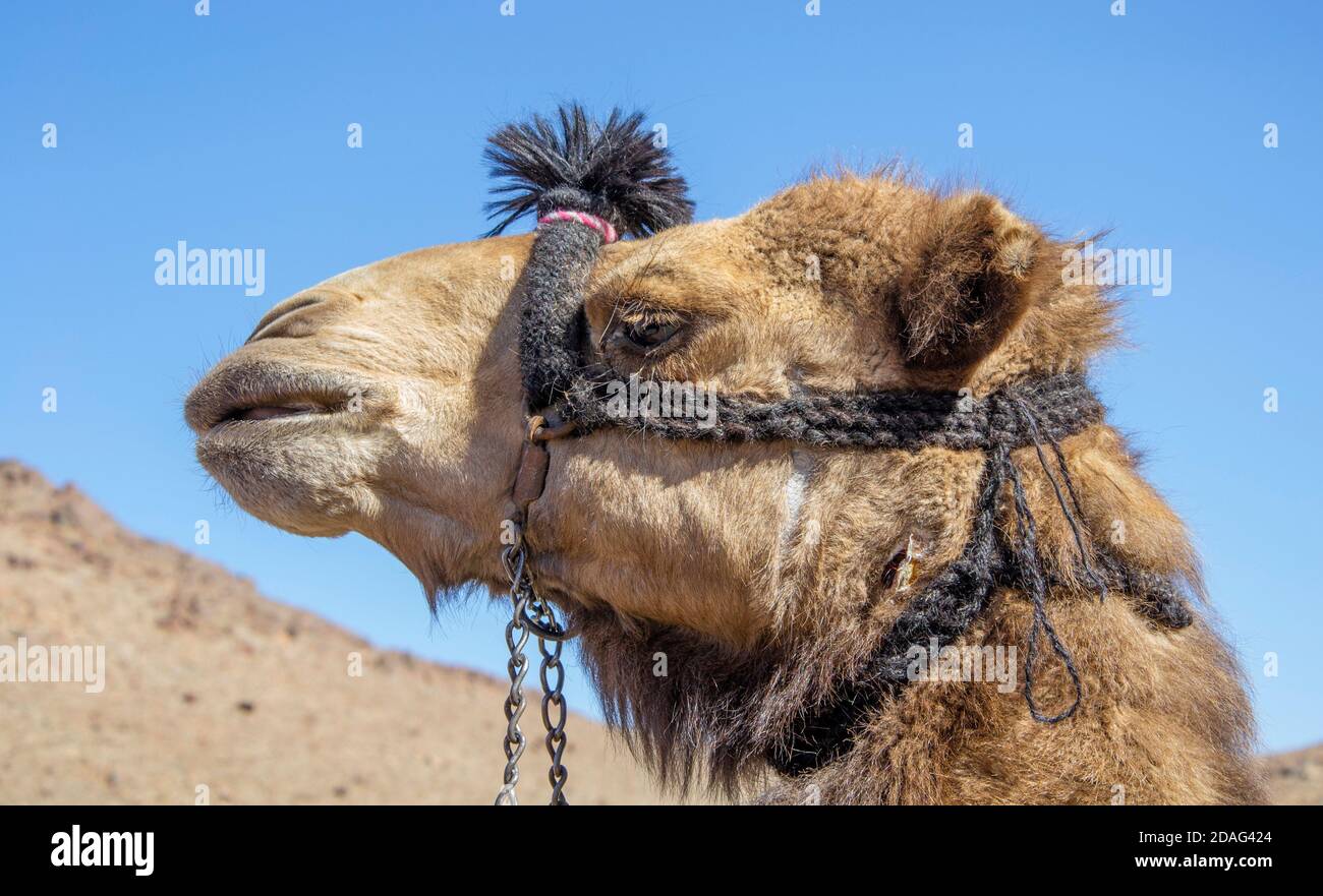 Headshot of a dromedary camel at the Mount Sinai in Egypt. The head of ...