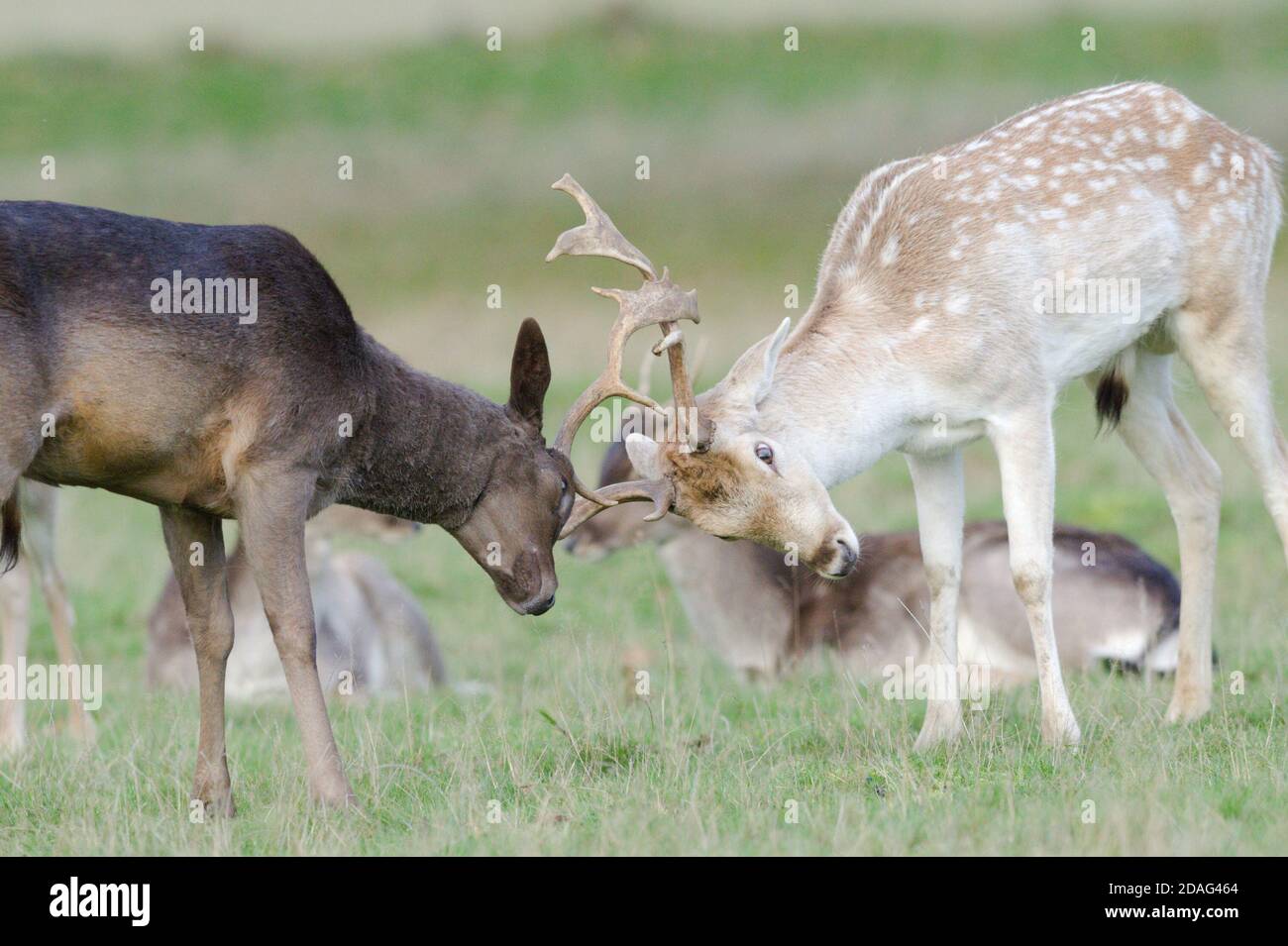 Richmond Park, London, UK. 12th November 2020. Rutting season in ...