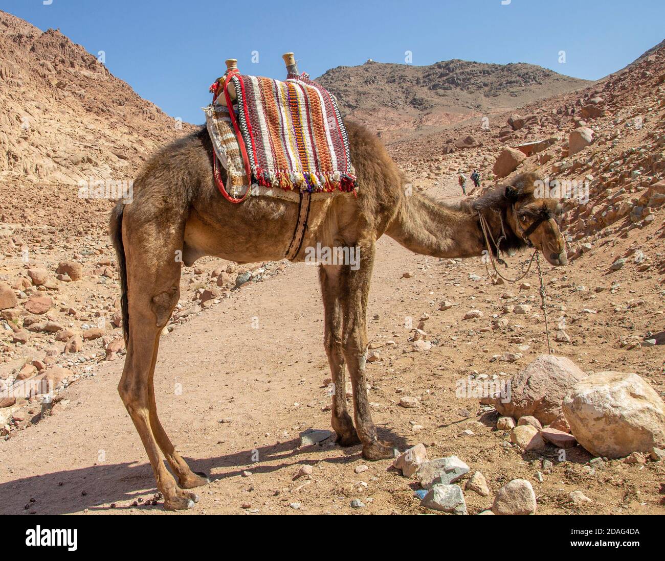 A single camel resting at the Mount Sinai in Egypt. These camels are ...