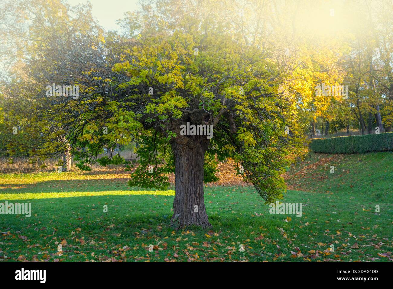 Yellow and orange leaves on the trees in autumn Stock Photo - Alamy
