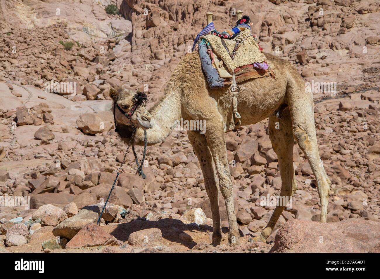 A single camel resting at the Mount Sinai in Egypt. These camels are ...