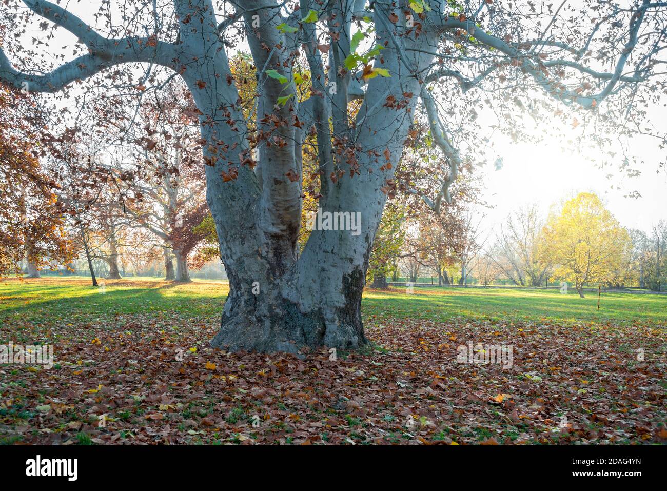 Very large hundred years old tree. Platanus acerifolia Stock Photo - Alamy