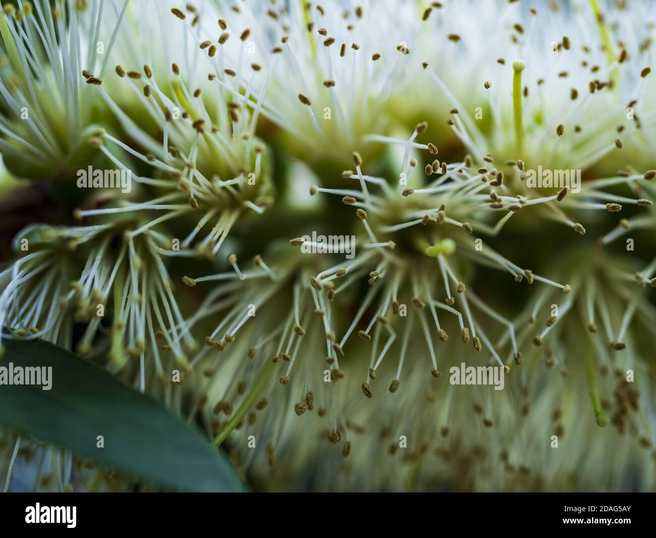Flower pestles hi-res stock photography and images - Alamy