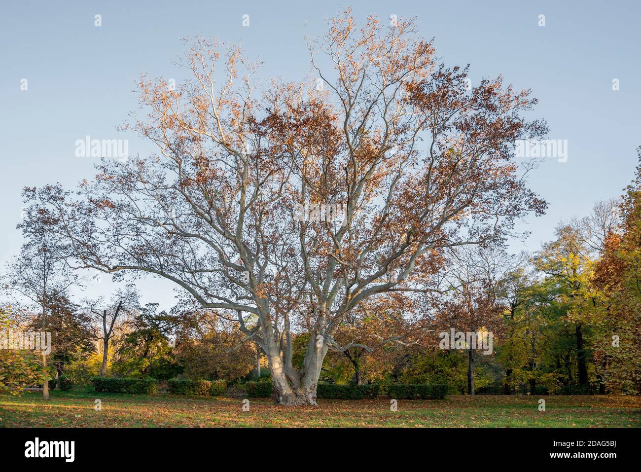 Very large hundred years old tree. Platanus acerifolia Stock Photo - Alamy