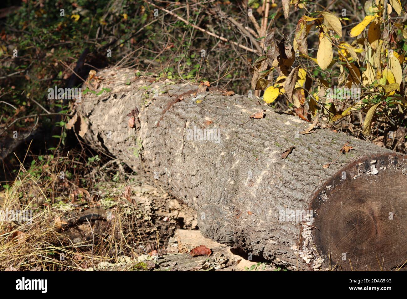 A tree log Stock Photo - Alamy