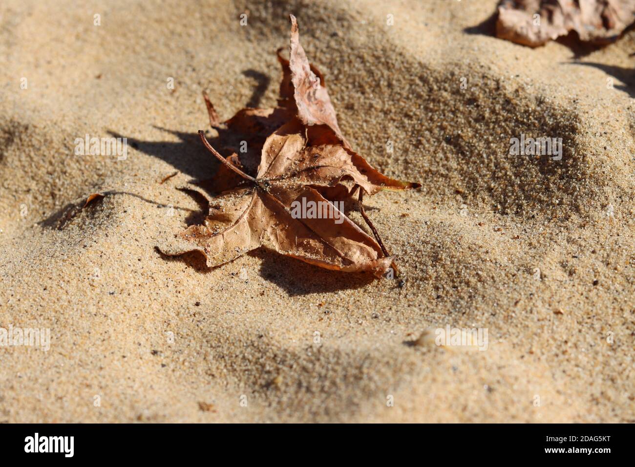 Leaves on sand hi-res stock photography and images - Alamy