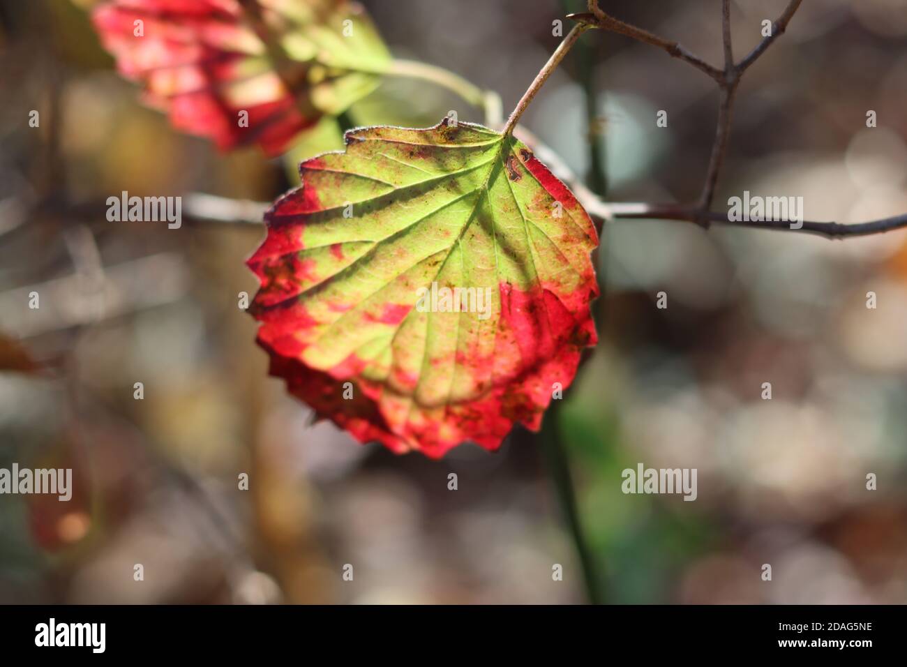 A green leaf with red on the outside of it's circular shape Stock Photo ...