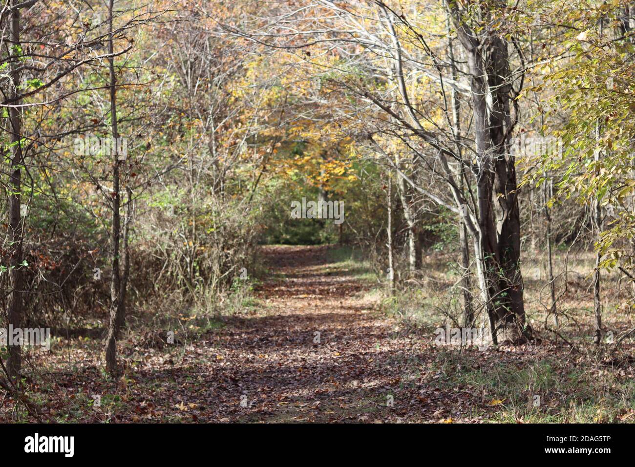 Green trees on both sides of the trail hi-res stock photography and ...