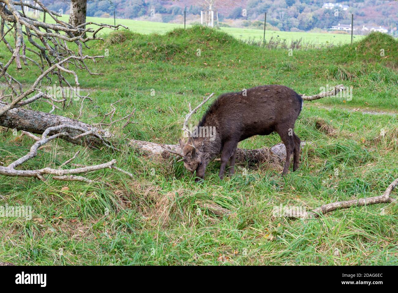 Japanese deer hi-res stock photography and images - Alamy