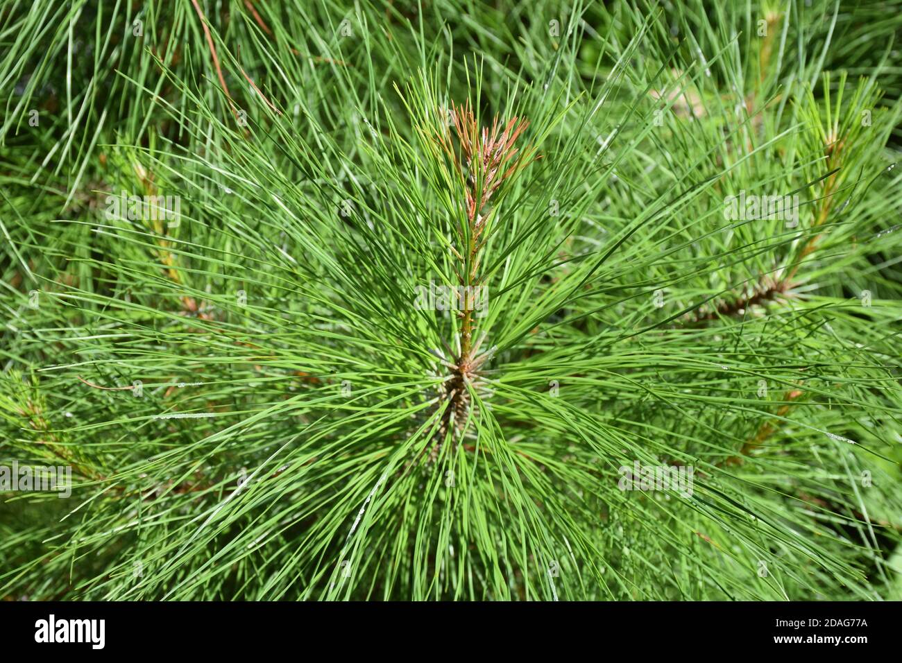 Long leaf pine needle hi-res stock photography and images - Alamy