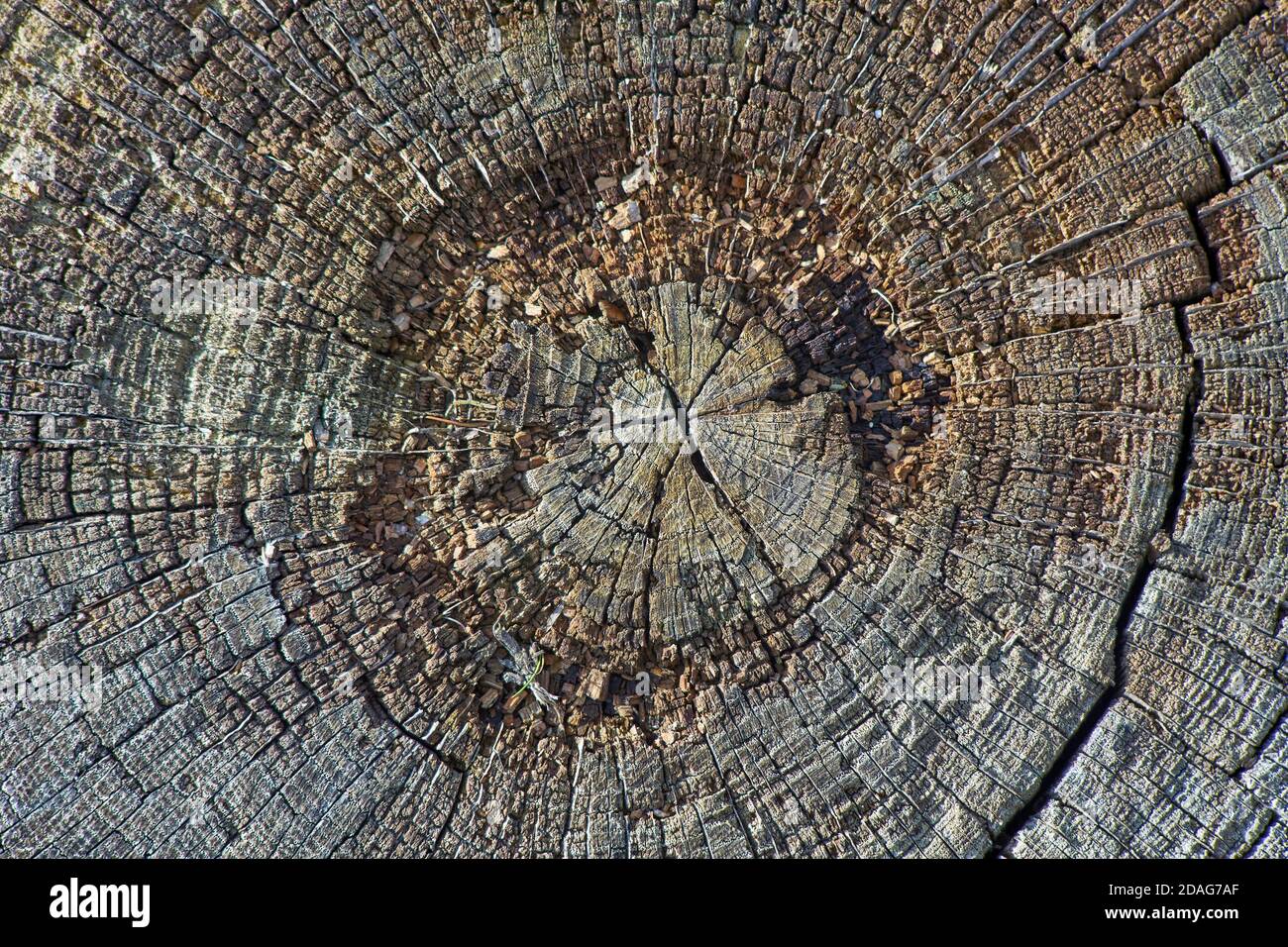 texture of an old rotten tree trunk Stock Photo - Alamy