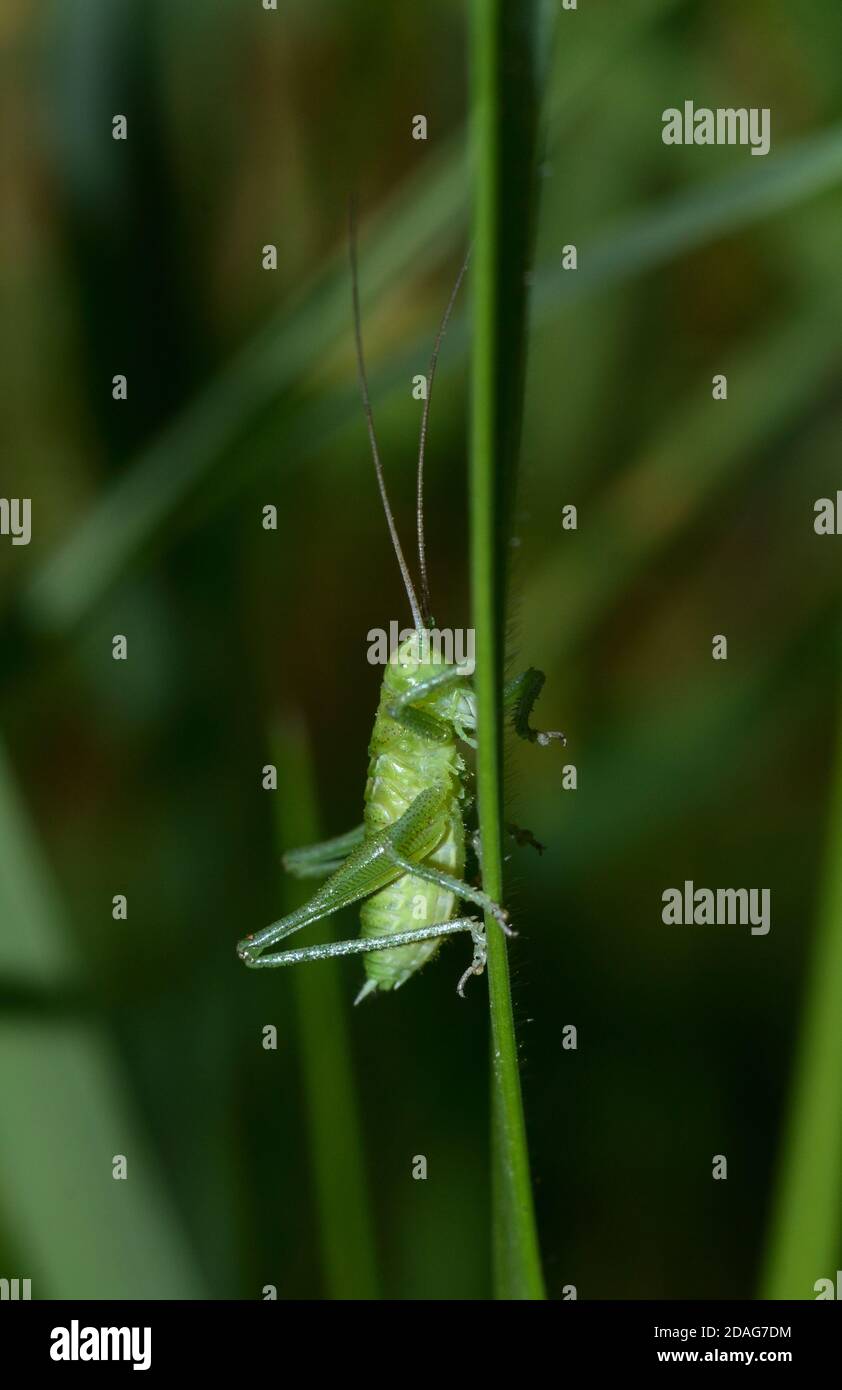 close-up of green cricket climbing a stem of a plant on blurred ...