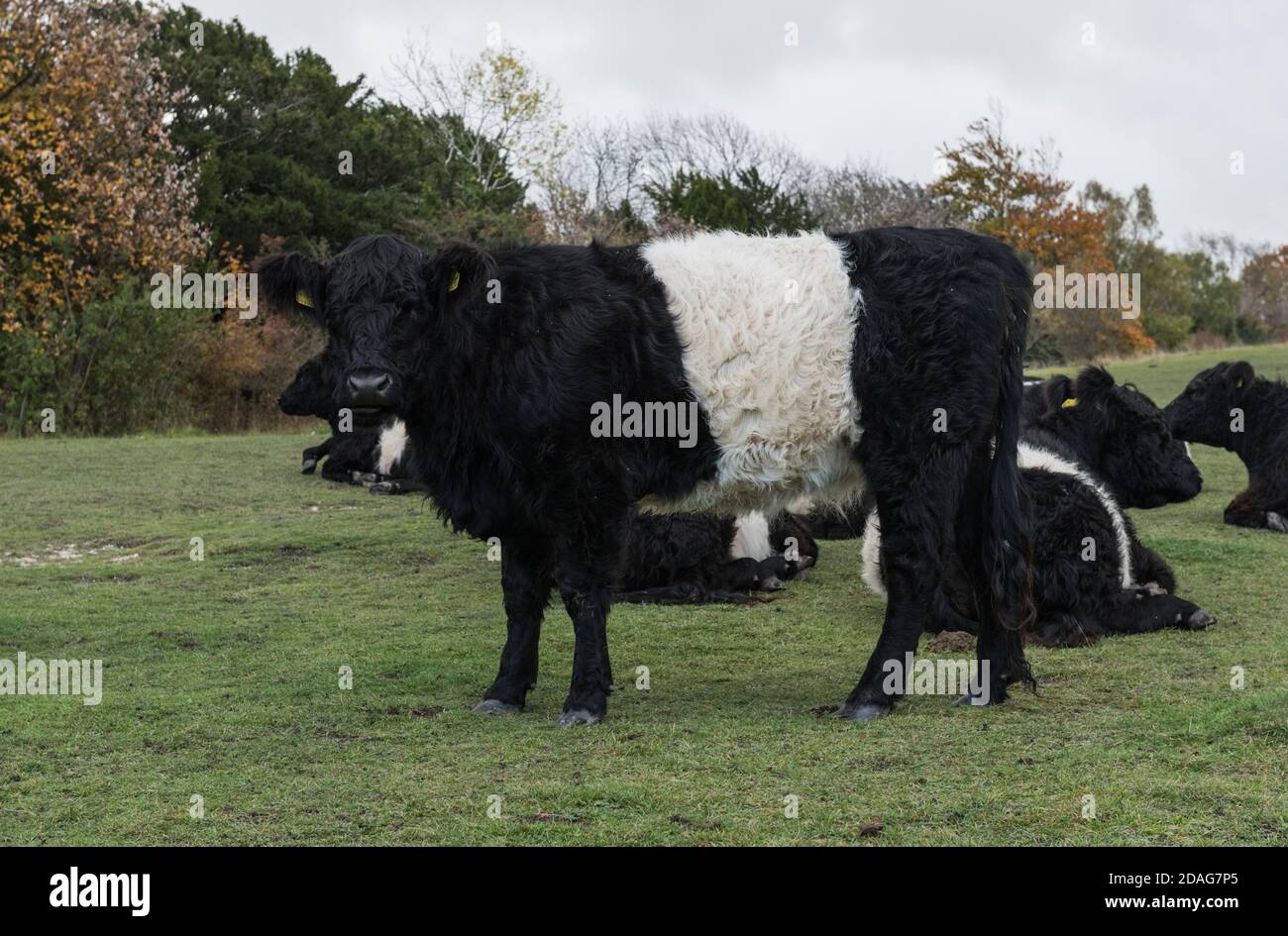 Belted galloway cow hi-res stock photography and images - Alamy