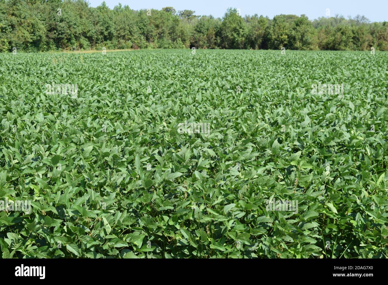 A North Carolina Soybean Field Stock Photo - Alamy