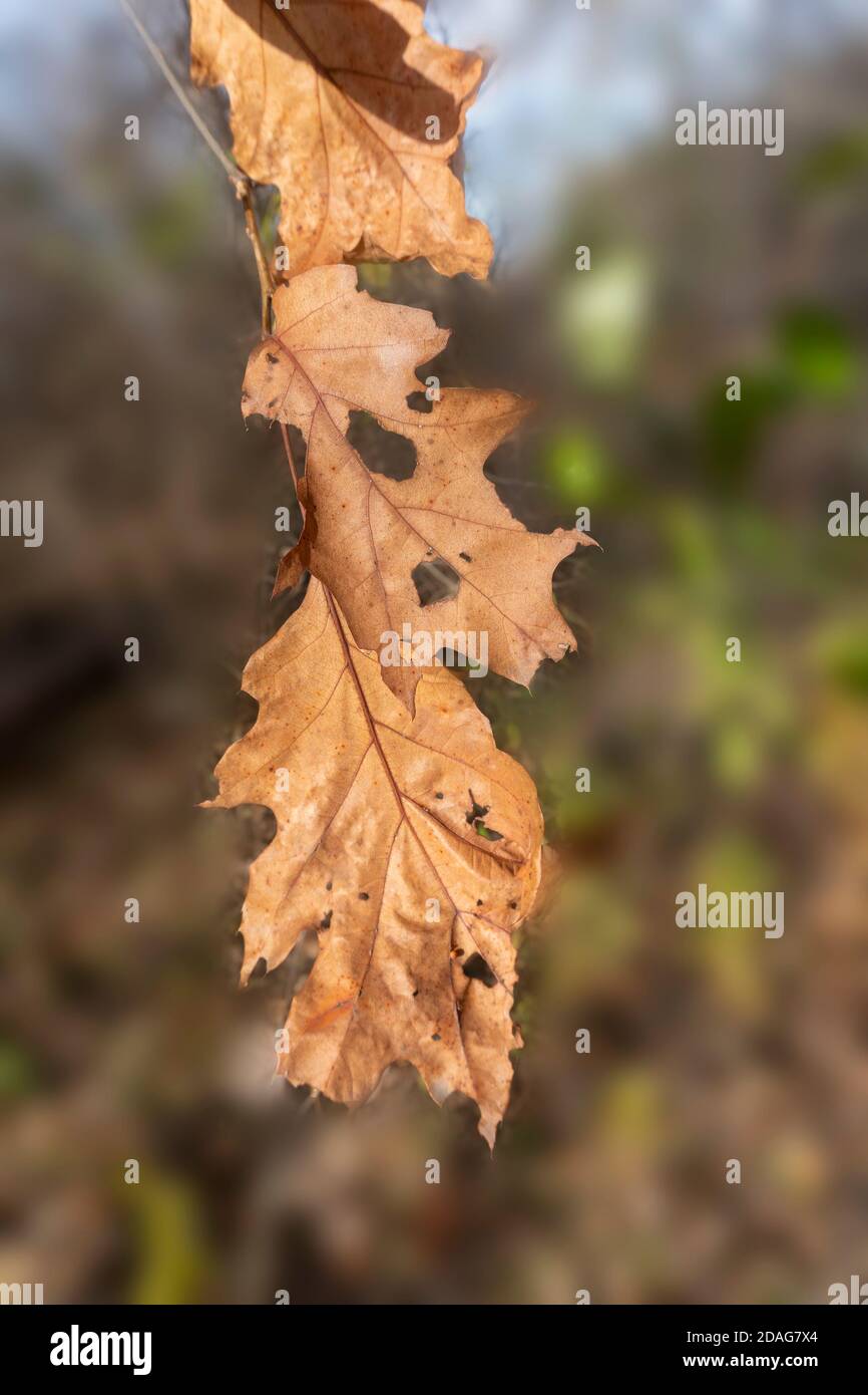 Tree Eaten By Insects High Resolution Stock Photography and Images - Alamy