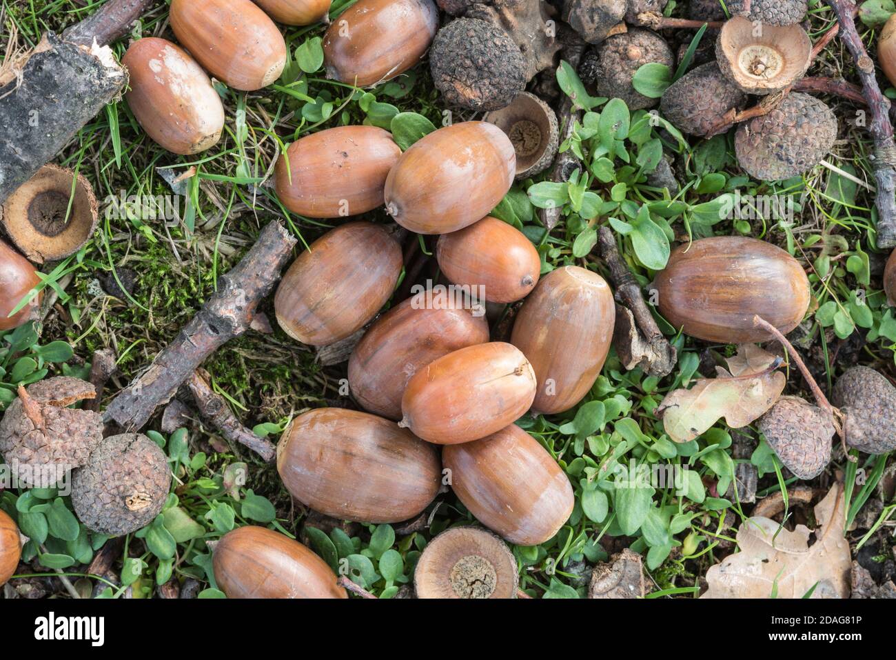 Fallen acorns (Quercus sp Stock Photo - Alamy