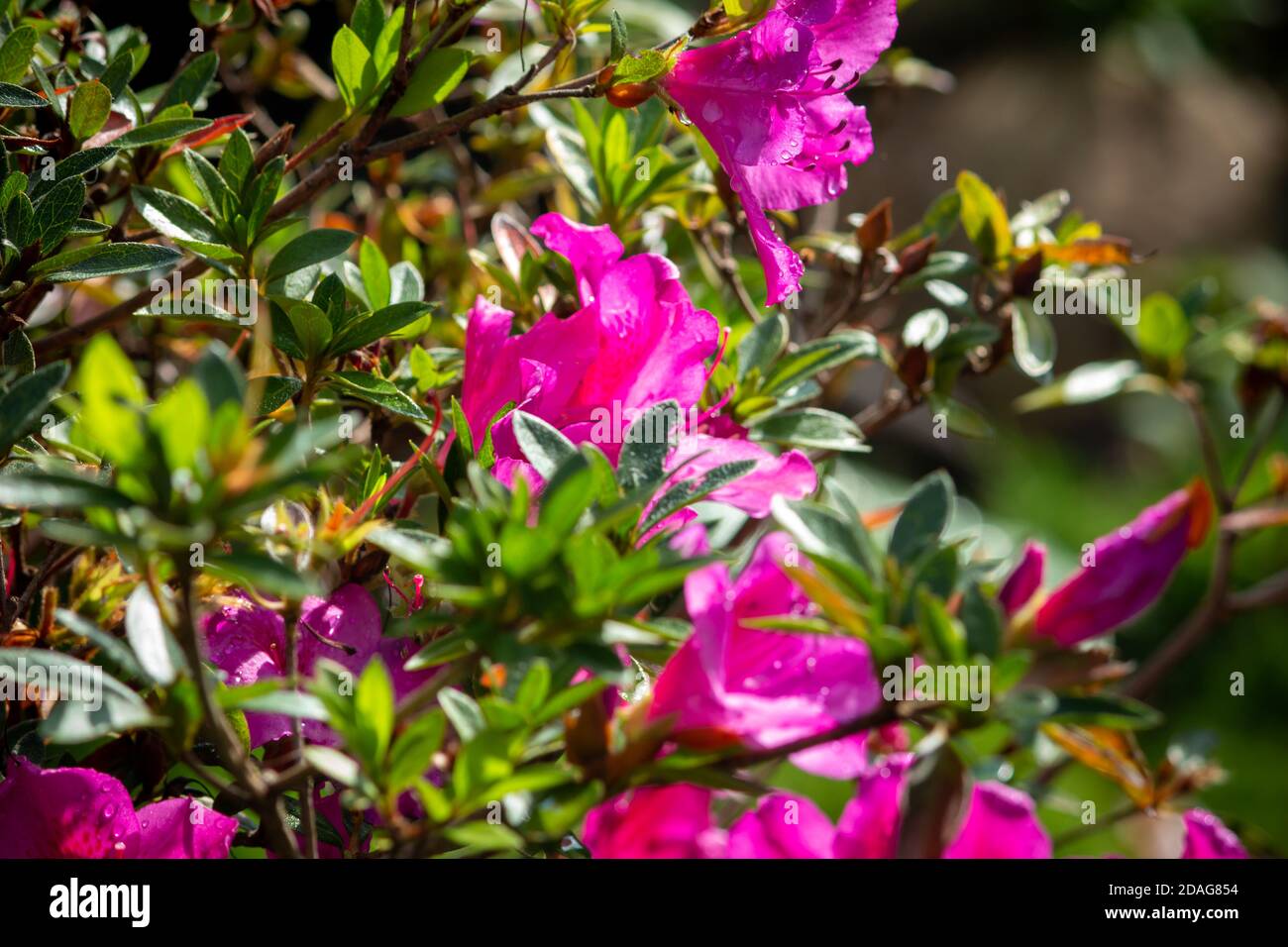 Beautiful pink lily flowers(known as Zephyranthes rosea) in a garden ...