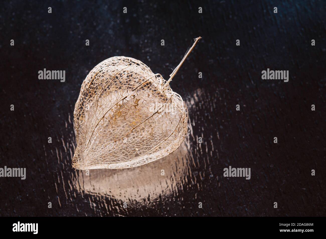 Dried box from the fruit of physalis in the shape of a heart on a ...