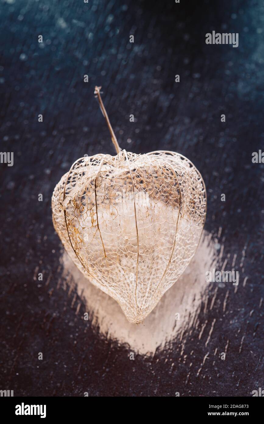 Dried box from the fruit of physalis in the shape of a heart on a ...