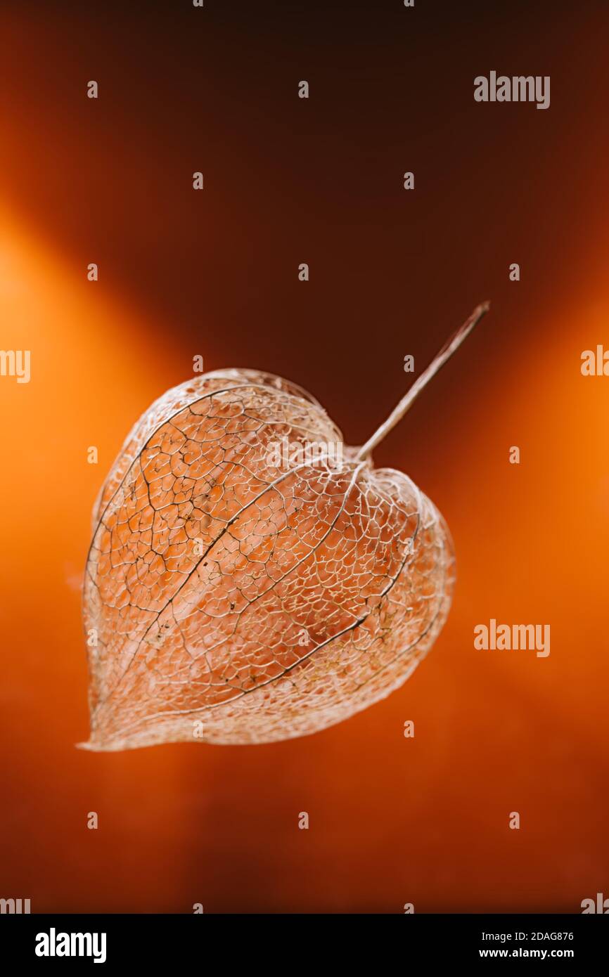 Three boxes from the fruit of physalis in the shape of a heart on an ...