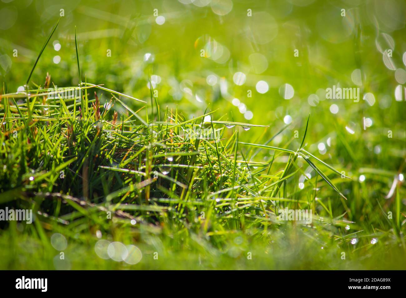 Grass With Dew Backgrounds
