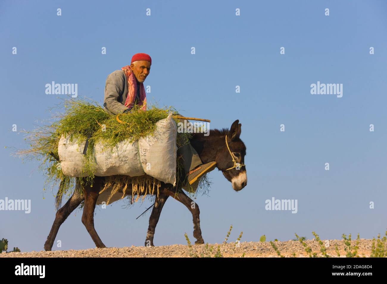 Man riding on donkey, Thugga, Tunisia Stock Photo - Alamy
