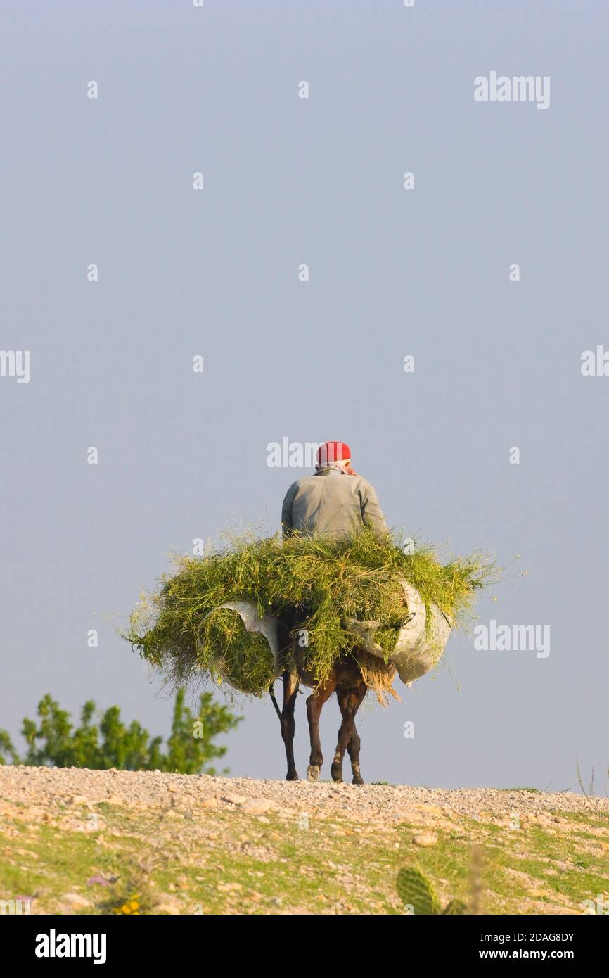 Man riding on donkey, Thugga, Tunisia Stock Photo - Alamy