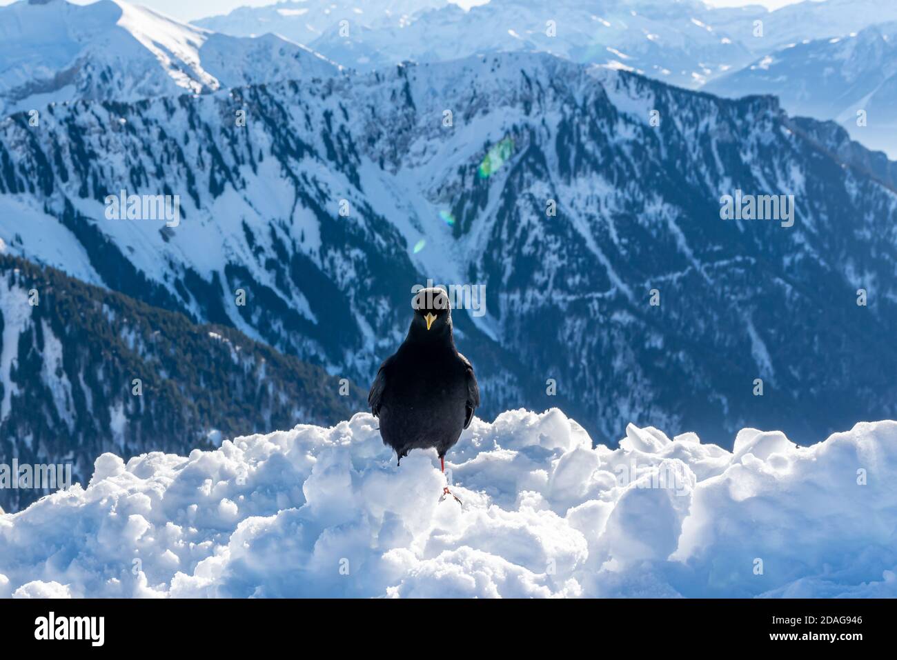 Crow standing on deep snow in winter with mountain backgrounds. Yellow ...