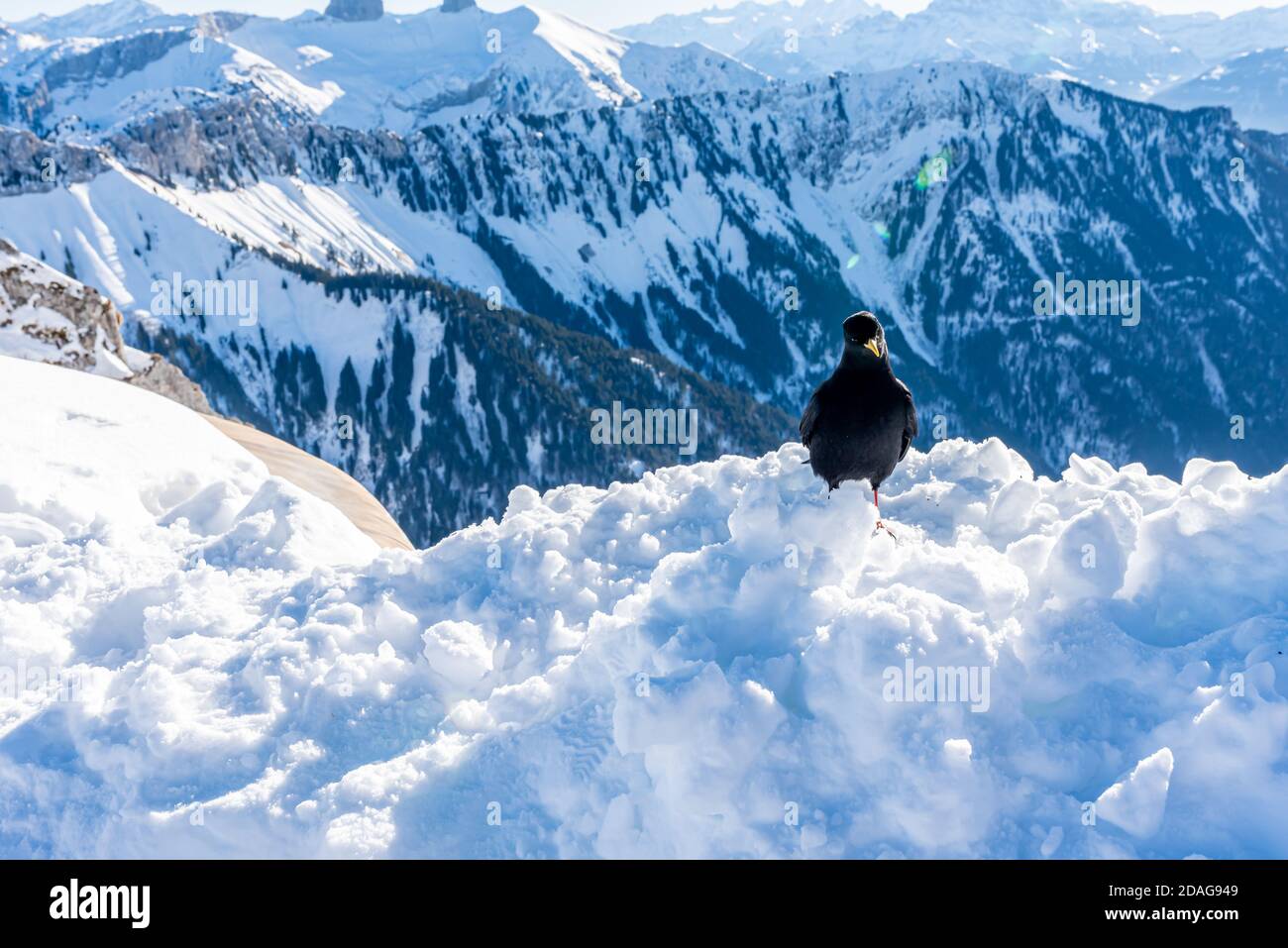 Crow standing on deep snow in winter with mountain backgrounds. Yellow ...