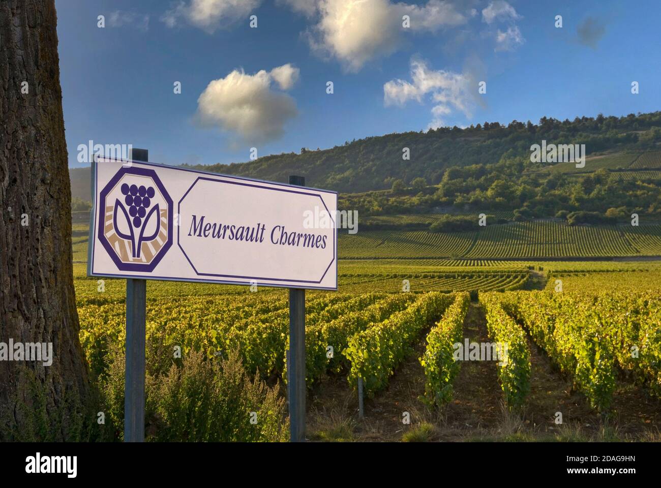 Meursaults hi-res stock photography and images - Alamy