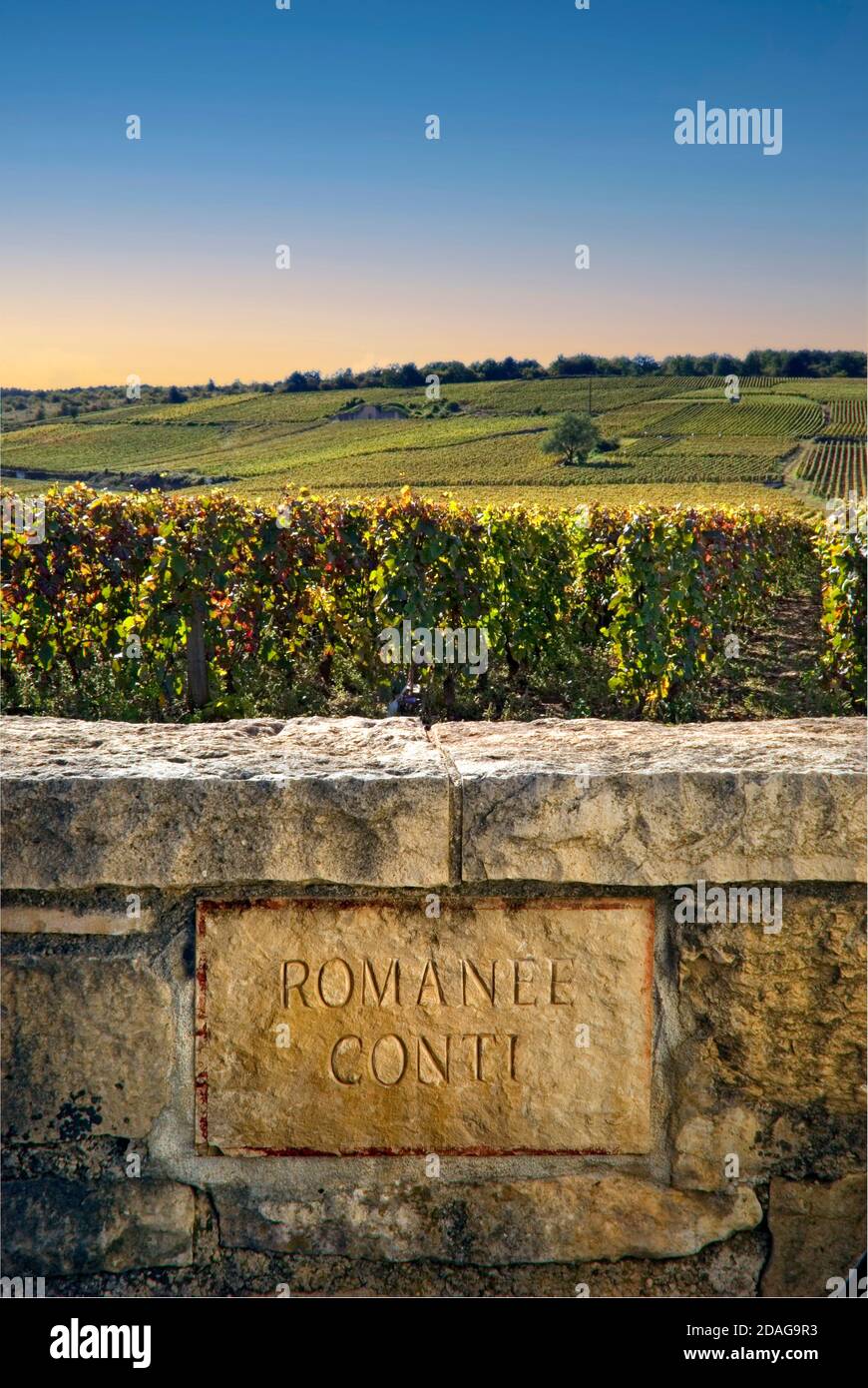 Romanee-Conti vineyard in late afternoon sun, engraved stone name ...