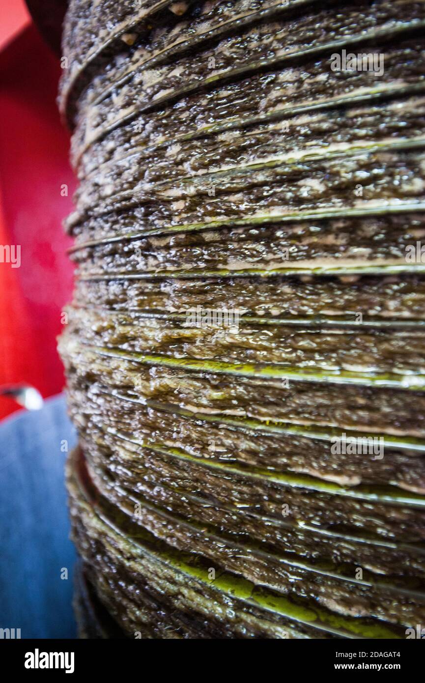 extraction of the organic oil with the ancient method of pressing in ...